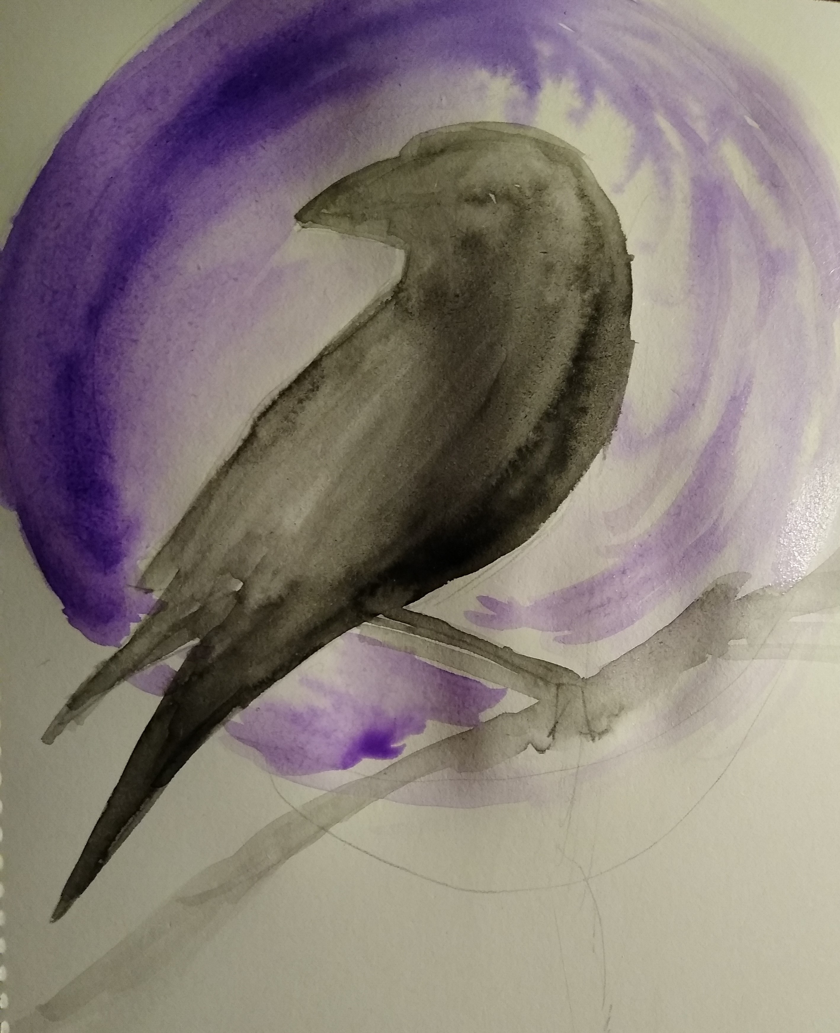 About – Crow Violets